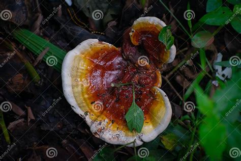 Ganoderma Lucidum Is A Red Colored Species Of Ganoderma With A Limited Distribution In Europe