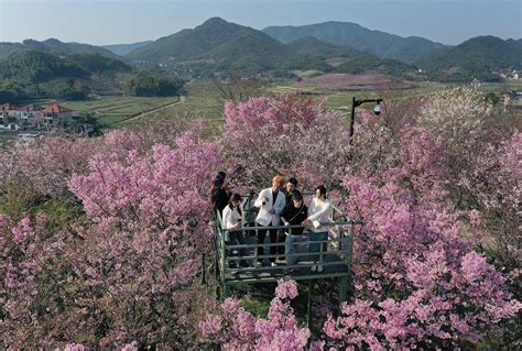 杭州樱花园进入盛花期 万株樱花绚烂绽放 瓶窑镇 乡村 余杭区