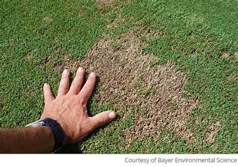 Pythium Blight Disease Inspection Guide