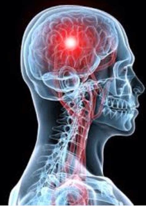 Ургал мэдрэлийн тогтолцоо On Emaze