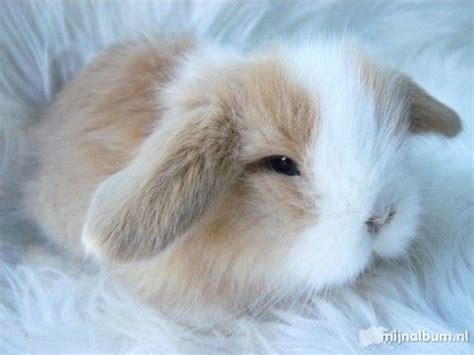 Teddy Bunnies ~ Eliiz Ps