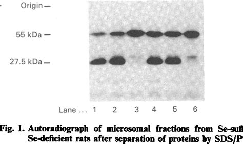 Figure 1 From The Effects Of Selenium Deficiency On Hepatic Type I