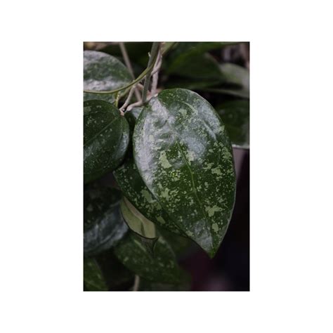 Hoya Macrophylla Splash Hoyapassion