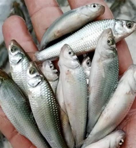 ငါးမွေးမြူရေး စိတ်ဝင်စားတဲ့ လူကြီးမင်းများအတွက် ခေတ်ကာလကြီးကလည်းမကောင်းတော့ လက်ထဲမှာရ