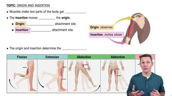 Origin And Insertion Definitions Flashcards Channels For Pearson