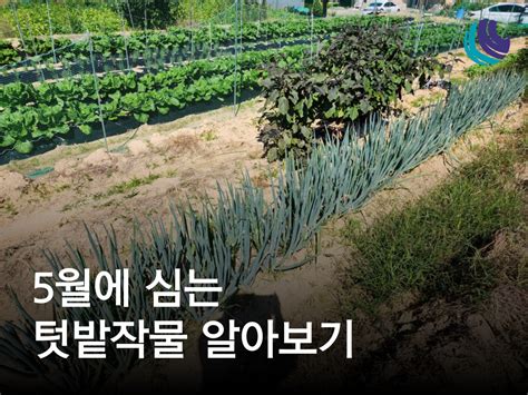 5월에 심는 작물 5월 텃밭 작물 알아보기 농업회사법인 권농종묘주