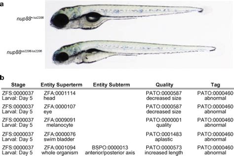 an example of phenotype annotation at 5dpf nup88sa2206 mutants have