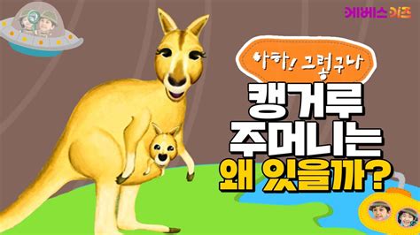 캥거루 주머니는 왜 있을까ㅣ엄마 캥거루 아기 캥거루ㅣ아하 그렇구나ㅣkbs 방송 Youtube