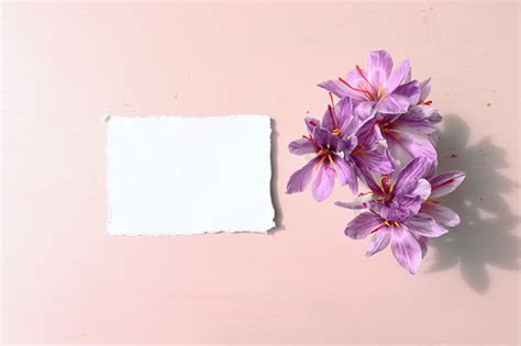 Crocus Sativus 일반적으로 사프란 크로커스로 알려진 그것은 체중 기준으로 세계에서 가장 비싼 향신료 중 하나입니다 햇빛에 베이지 색 테이블 배경 음식 개념 길고