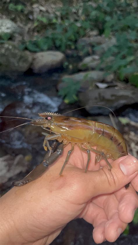 Macrobrachium Carcinus Linnaeus 1758