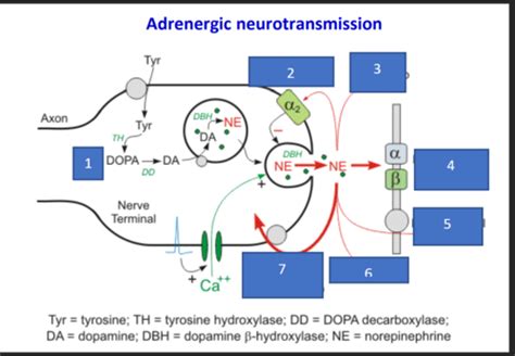 Midterm Images Flashcards Quizlet Midterm Images Flashcards Quizlet