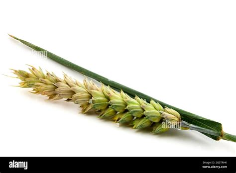 Spikelet Of Wheat Isolated On White Background Close Up Half Ripe Ear