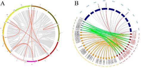 Collinearity Analysis And The Tandem Replication Of Pvlbds A Download Scientific Diagram