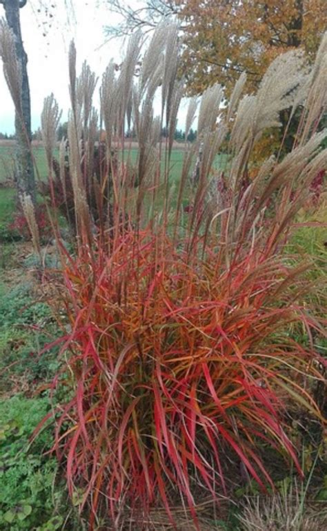 Miskantas Ruby Cute Medelynas Šeimos Sodas