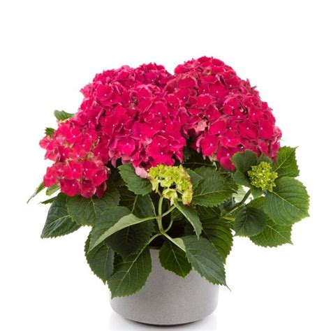 Hi™ Fire Hydrangea Plant Addicts