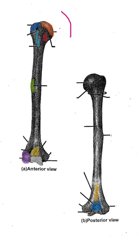 Bone Markings Humerus Diagram Quizlet