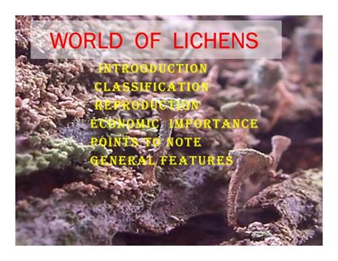 Lichen Powerpoint Presentation Pdf Biological Sciences Science