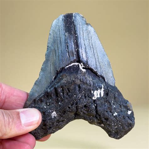 Megalodon Fossil Teeth Latiaxis