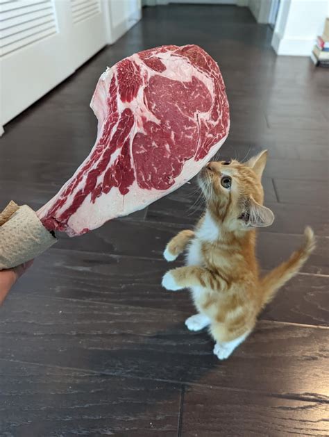 Cat 9gag