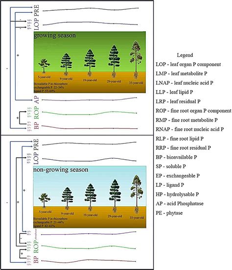 Phosphorus Cycle In Soil Phosphorus Chemical Structure