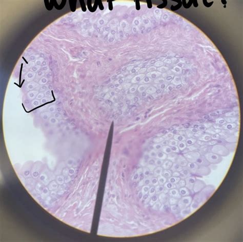 Tissues Lab 2 Flashcards Quizlet
