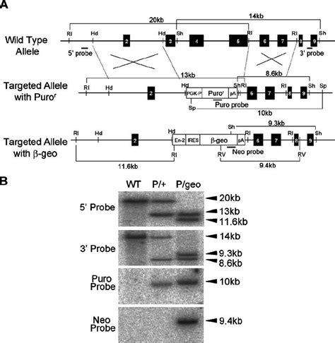 Targeted Disruption Of The Jam B Locus A Restriction Maps Of