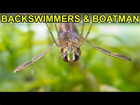 Backswimmer Life Cycle