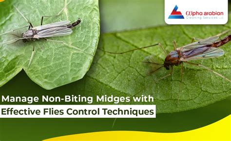 Managing Non Biting Midges With Flies Control Techniques