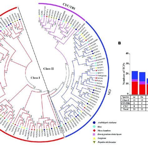 Phylogenetic Analysis And Statistical Analysis Of Tcp Members In Download Scientific Diagram