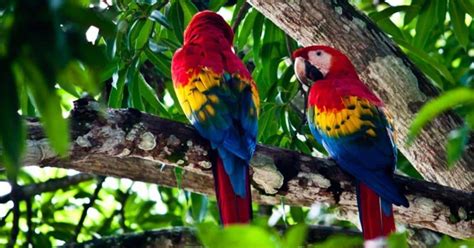 코스타리카 미국 전문 여행사 마이플랜