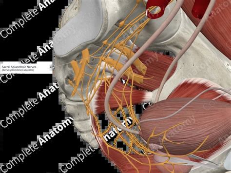 Sacral Splanchnic Nerves Complete Anatomy