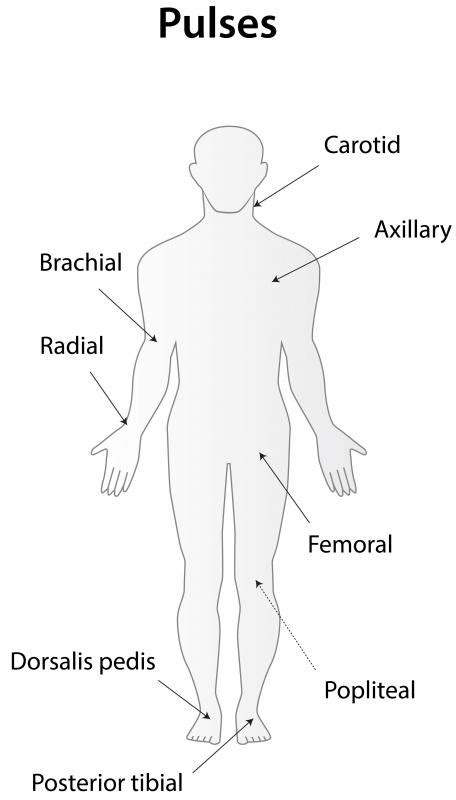 Femoral Pulse Palpation