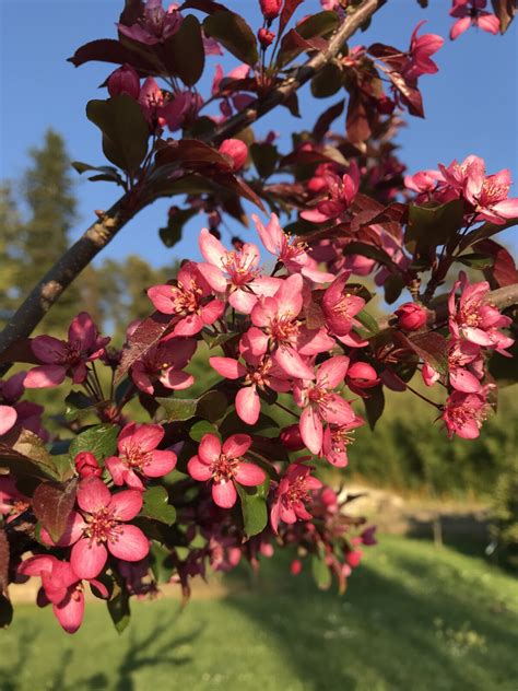 Malus ‘roundabarrow Ruby Pan Global Plants
