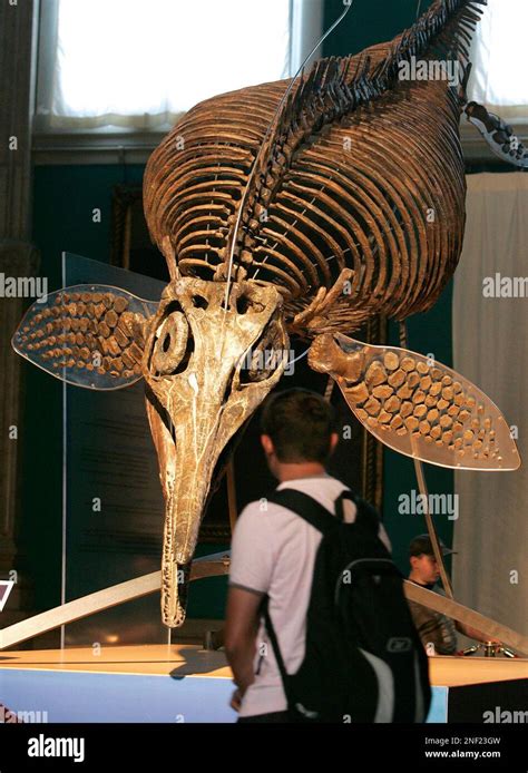 Ophthalmosaurus Skeleton