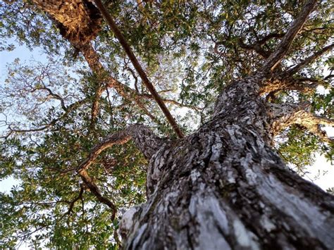 Tree Supporting Human Life Stock Image Image Of Human 279764377