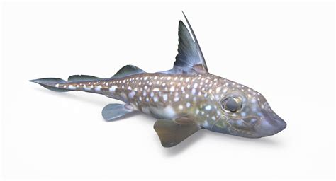 Woc Spotted Ratfish