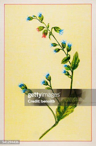 Indian Tobacco High Res Vector Graphic Getty Images