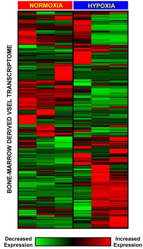 Two Dimensional Hierarchical Cluster Analysis Of Bone Marrow Derived