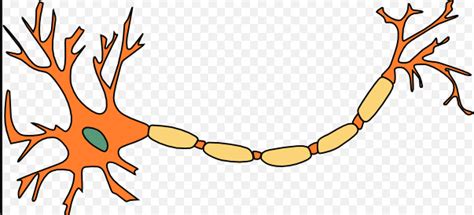 Label Multipolar Neuron Diagram Quizlet