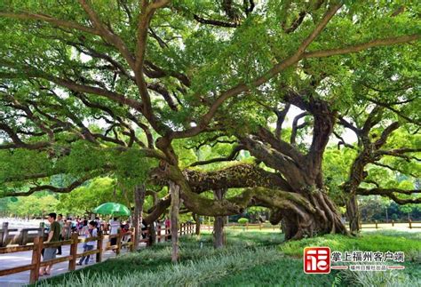 福州式浪漫看完这些地标你就懂了