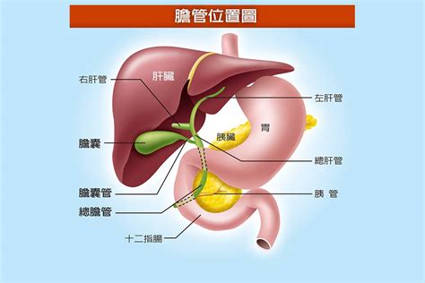 少見但殺傷力強！解密難纏的膽管癌 財團法人肝病防治學術基金會 Line Today