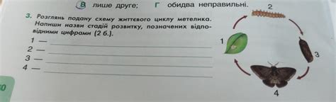 D 3 Розглянь подану схему життевого циклу метелика Напиши назви стадій розвитку позначених