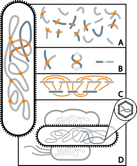 Proximity Ligation Data Use In Proxiphage Formaldehyde Crosslinking In