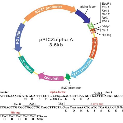 The Selected 20 Transformants Of P Pastoris On Ypd Plates Containing