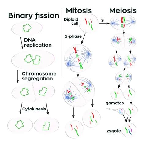 Difference Between Binary Fission And Mitosis KnowsWhy