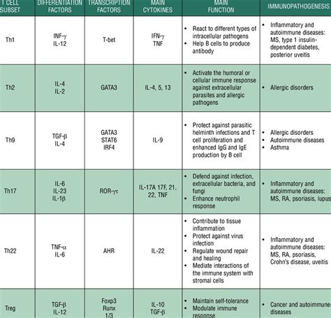 The Polarization Of Naive Cdt Cells To Different Subsets Download Scientific Diagram