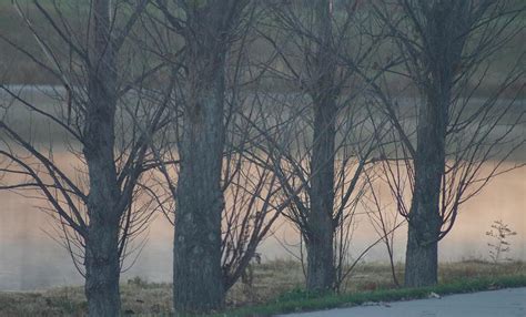 Naked Trees Painting By Roy Penny Fine Art America Naked Trees Painting By Roy Penny Fine Art America