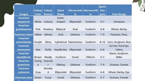 Numerical Taxonomy Of Fungi And Bacteria Pptx Pptx