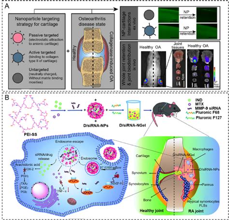 Strategies For Hydrogels Targeted At The Articular Cartilage A The Download Scientific