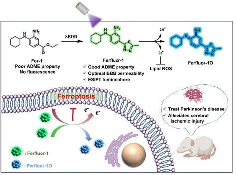 A Druglike Ferrostatin‐1 Analogue As A Ferroptosis Inhibitor And